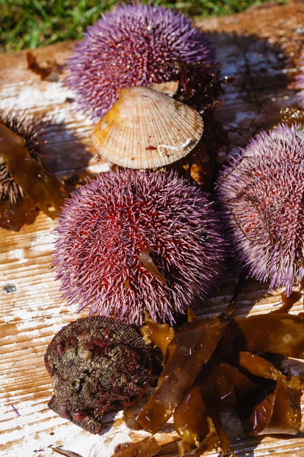 1,001 Hérissons Photos libres de droits et gratuites de Dreamstime