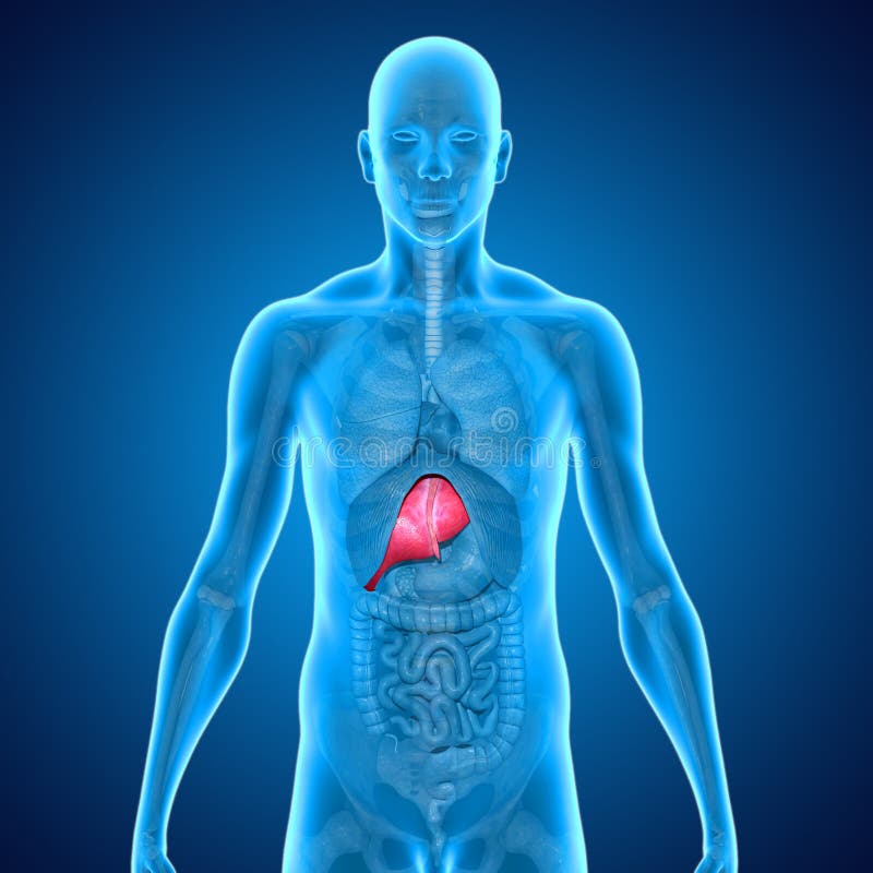 Hígado stock de ilustración. Ilustración de abdominal - 42137117