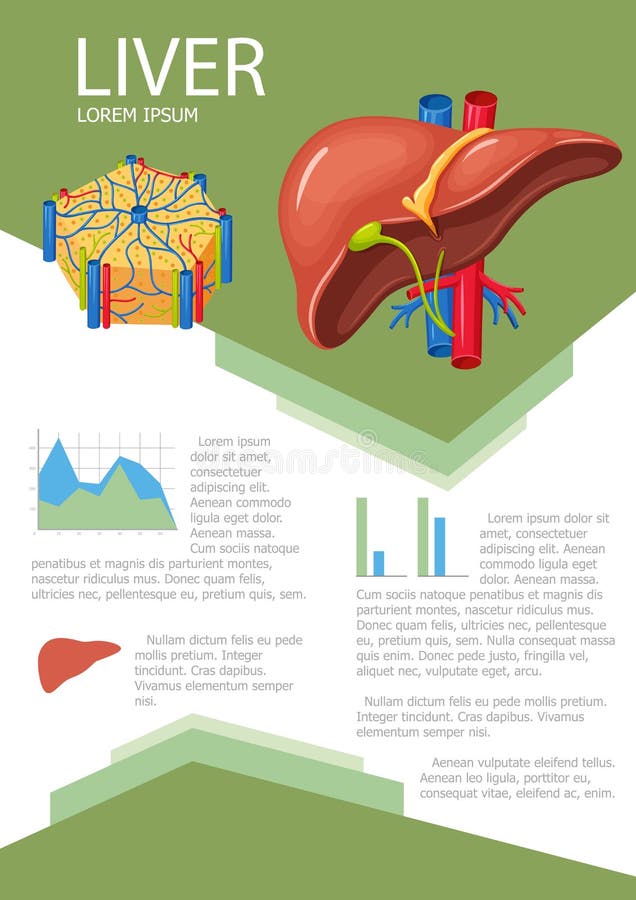 Hígado humano infographic ilustración del vector. Ilustración de aorta ...