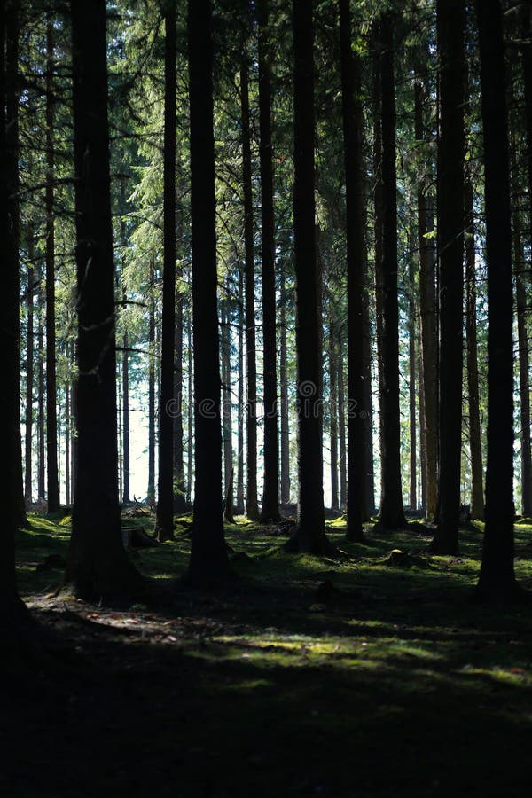 Bästa Sikt För Granskog Underifrån Arkivfoto - Bild av filialen ...