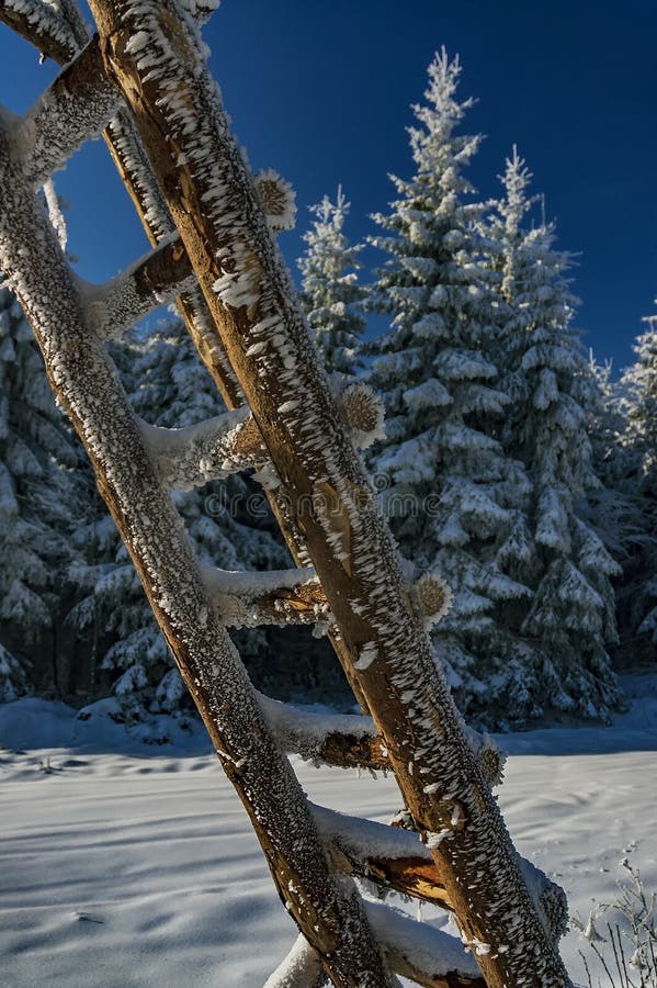 Defekte Leiter Auf Baum Im Wald Stockbild - Bild von gegen, saftig ...
