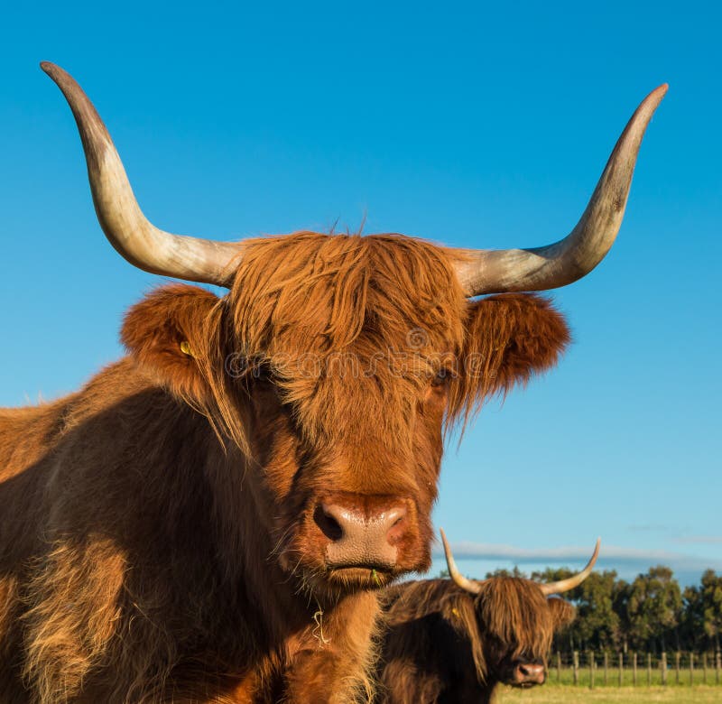 Shaggy Hochland-Kuh stockbild. Bild von hochland, haarig - 12990669