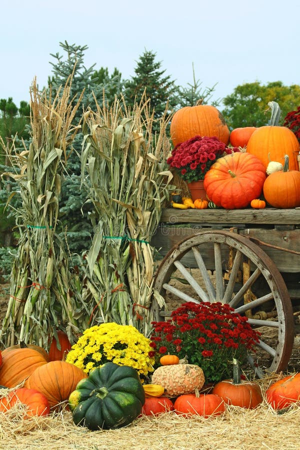 Höstbild fotografering för bildbyråer. Bild av höst, pumpa - 6615833