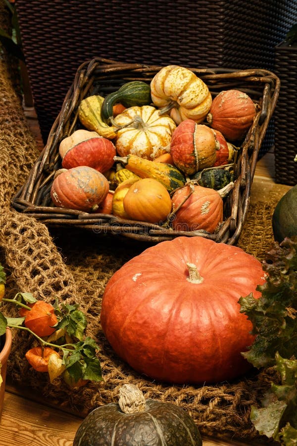 Olika Sorter Av Pumpor I Solsken Arkivfoto - Bild av : 90057564