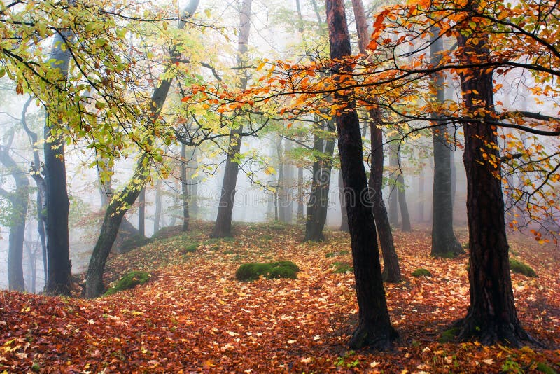 Toppvy Av En Lövskog I Taunusgruppen Arkivfoto - Bild av jordbruk, löv ...