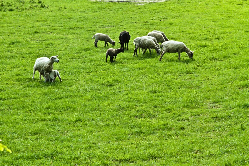Grazing in a field stock photo. Image of field, graze - 55484884