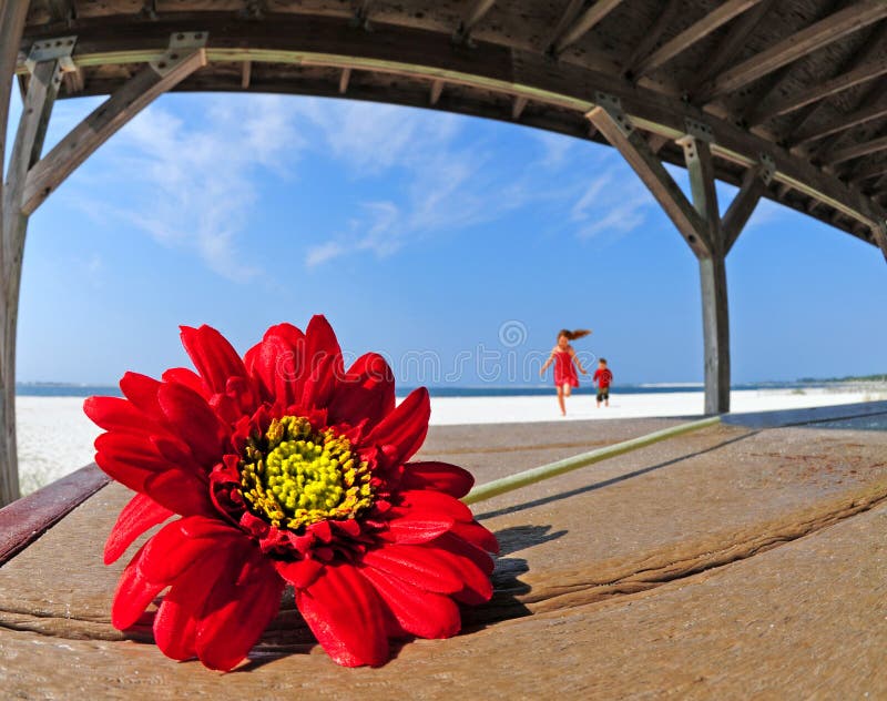 Malvaceae-Hibiscus-Blumen Auf Einem Strand Stockbild - Bild von strauch ...