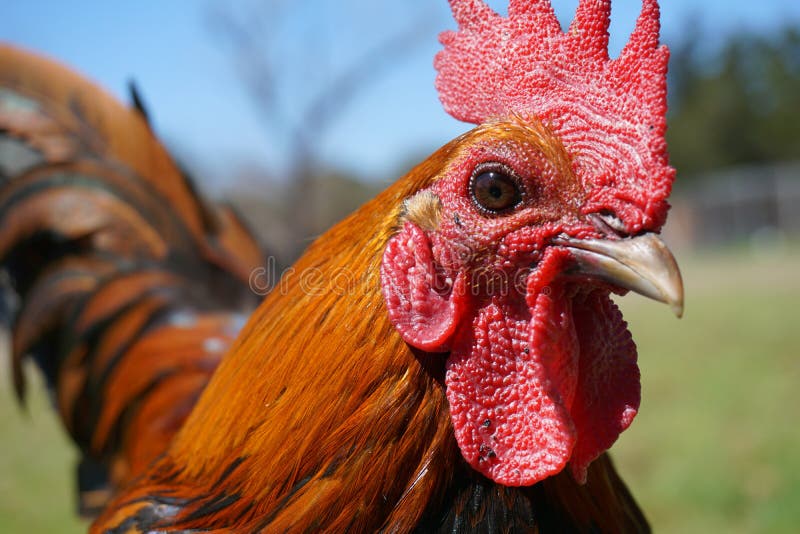 Junger kleiner Hahn stockbild. Bild von tier, vogel, weiß - 21967499