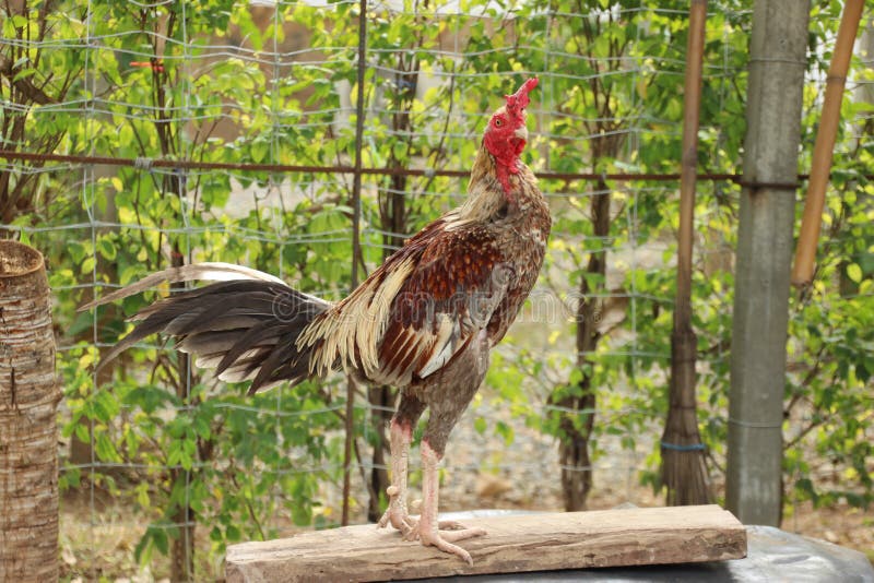 Der Morgen Hahn Stock-Fotos - Laden Sie 1,389 Royalty-Free Fotos herunter