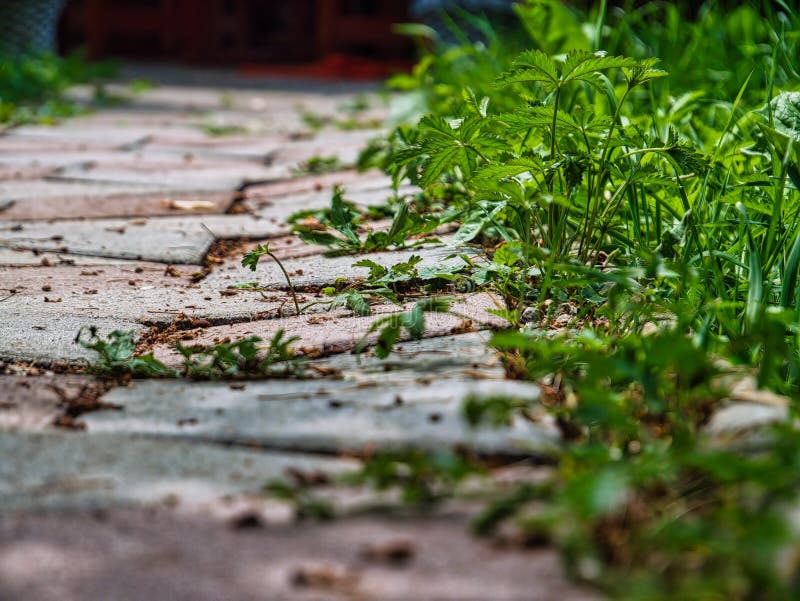 Sidewalk Pathway with Overgrown Grass on it S Sides Stock Photo - Image ...