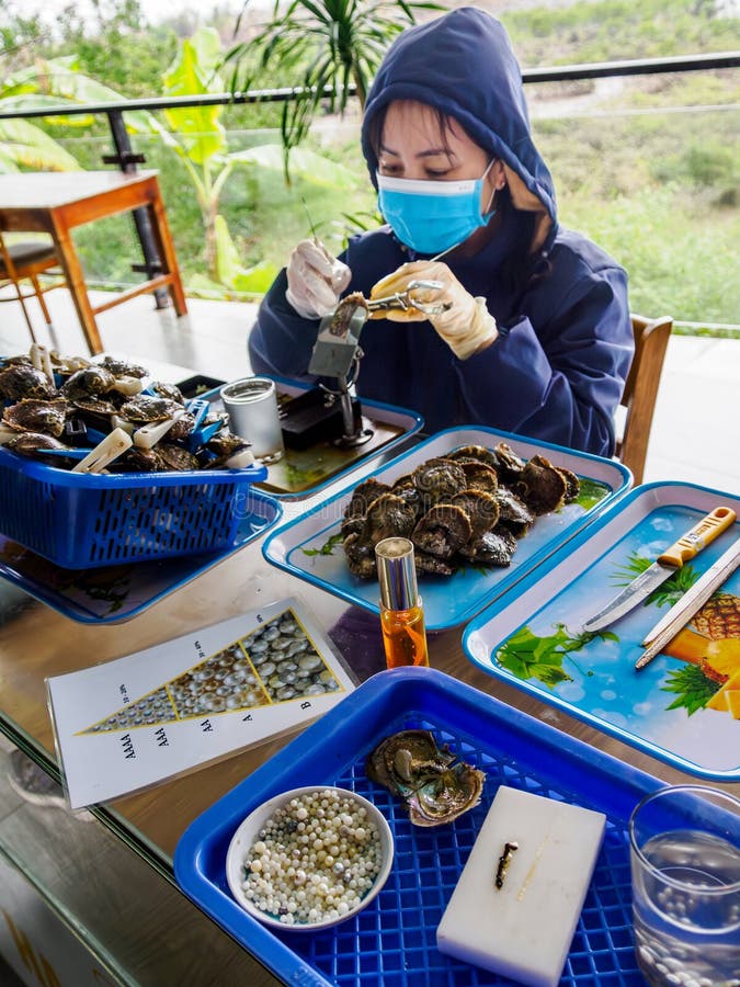 Extracting a Pearl from a Cultivated Oyster at a Vietnamese Pearl ...