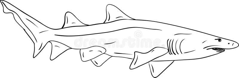 Haai vector illustratie. Illustration of vector, oceaan - 10464661