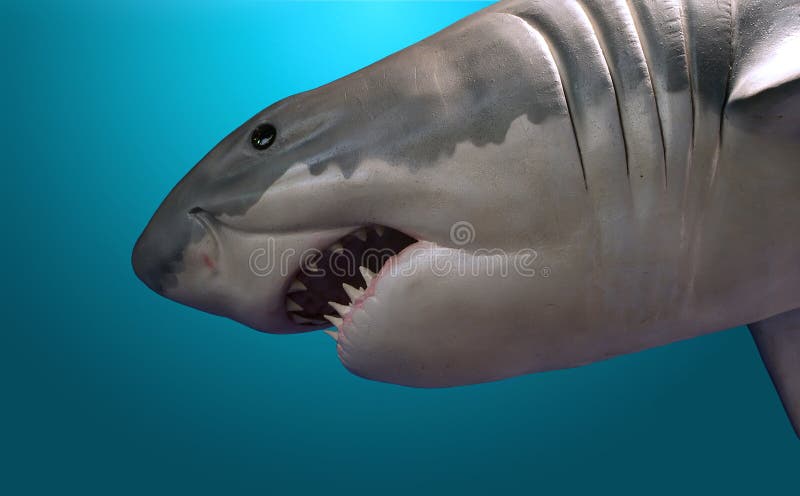 Makohaai stock foto. Image of overzees, kaken, zwemmen - 22927062