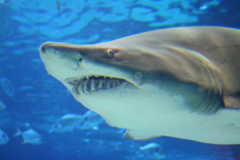 Haai stock foto. Image of jager, glimlach, overzees, onderwater - 1252388