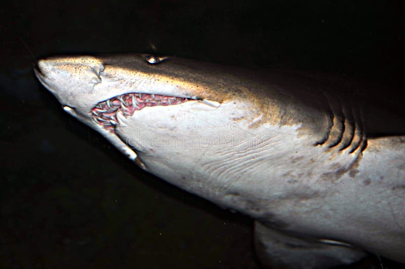 Haai - zijaanzicht stock afbeelding. Image of bahamas - 9141081