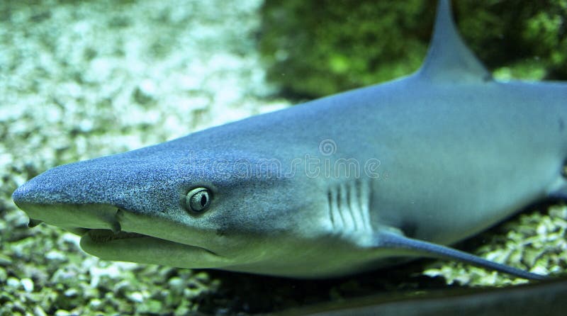 Haai stock foto. Image of tank, water, haai, roofdier - 15033628