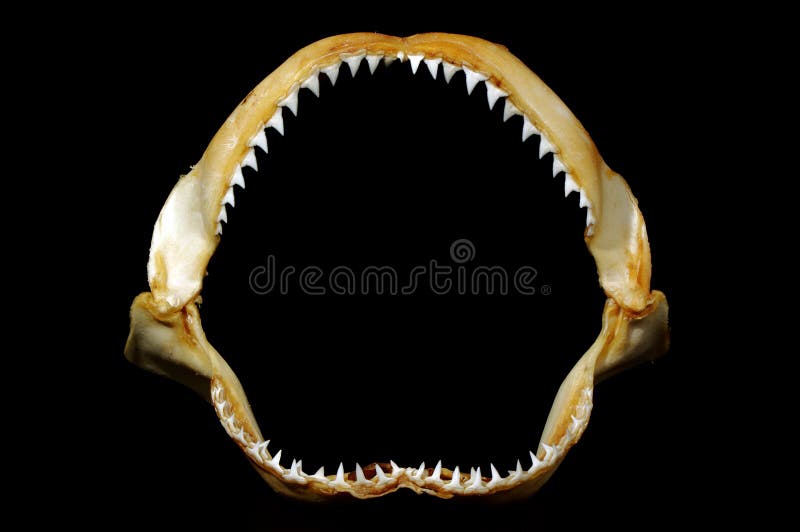 Haai stock afbeelding. Image of tanden, scherp, mond - 21421945