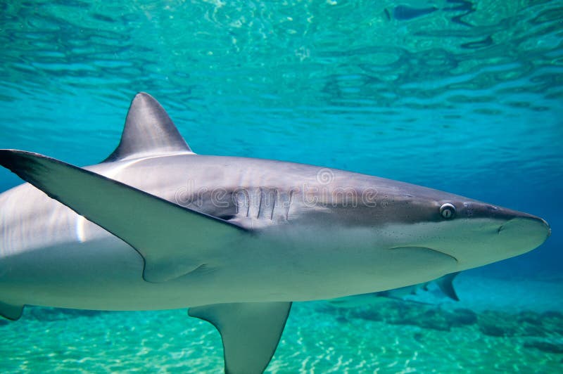 De haai van de baby stock afbeelding. Image of veelvoudig - 12642529