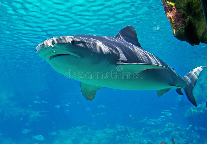 De kaken van de haai stock afbeelding. Image of nave - 27893989