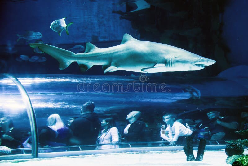 Haaien in Het Aquarium Van De San Diego-dierentuin Redactionele Foto ...