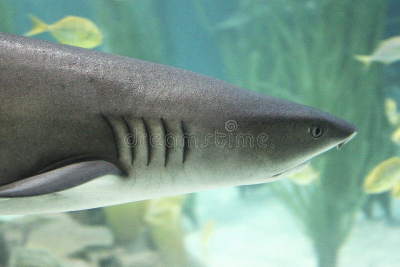 Haai in het aquarium stock afbeelding. Image of zwem - 55145601