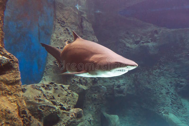 Haai onderwater stock afbeelding. Image of leven, griekenland - 28634919