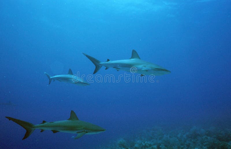 Haaien stock foto. Image of oceaan, haaien, blauw, onderwater - 5255580