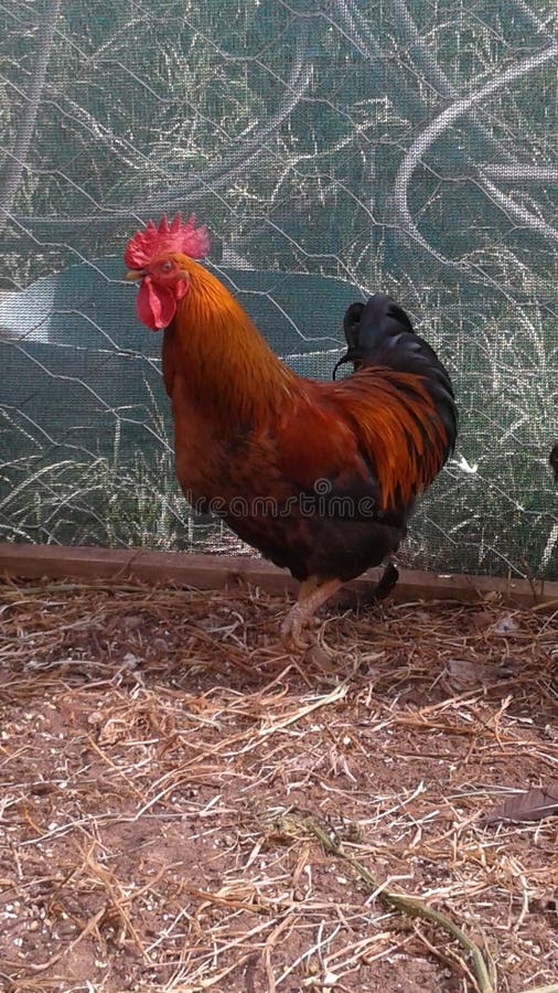Haan stock afbeelding. Image of landbouwbedrijf, zorg - 107560749