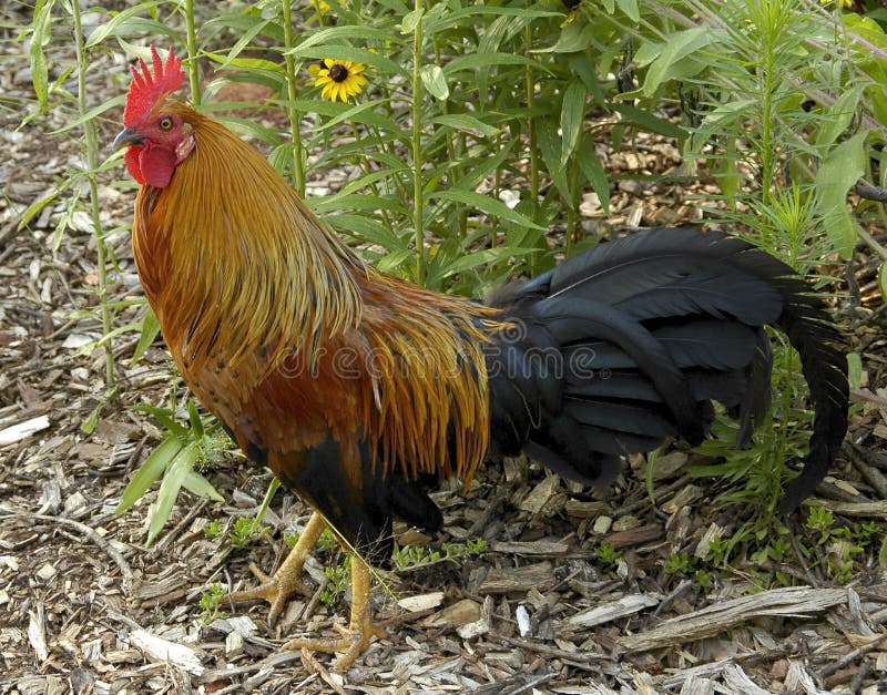 Haan stock afbeelding. Image of mannetje, landbouwbedrijf - 1082937
