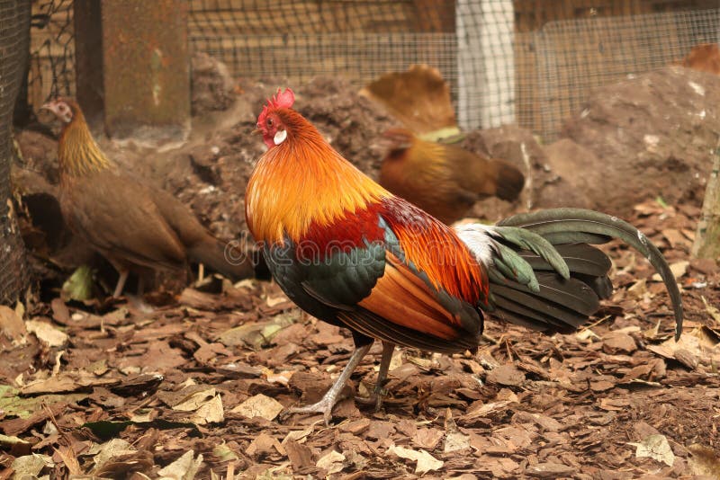 Haan stock foto. Image of haan, vogel, buiten - 114268258