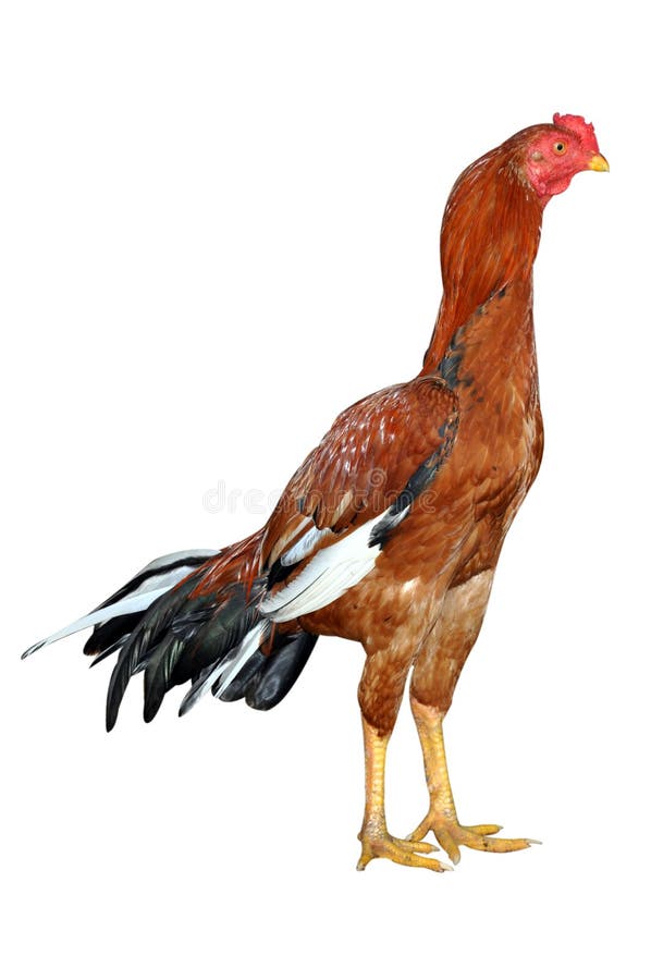 71,071 Haan Foto's - gratis en royaltyvrije stockfoto's uit Dreamstime