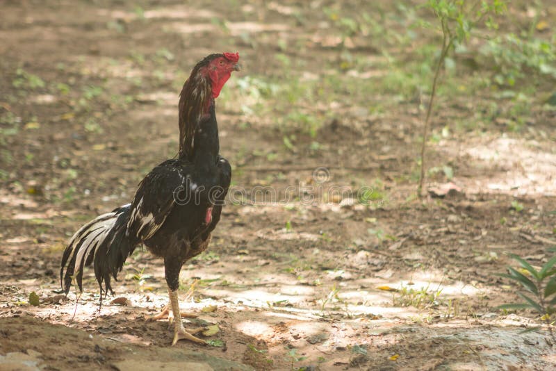 Haan stock afbeelding. Image of symbool, vogel, oppervlakte - 126102005