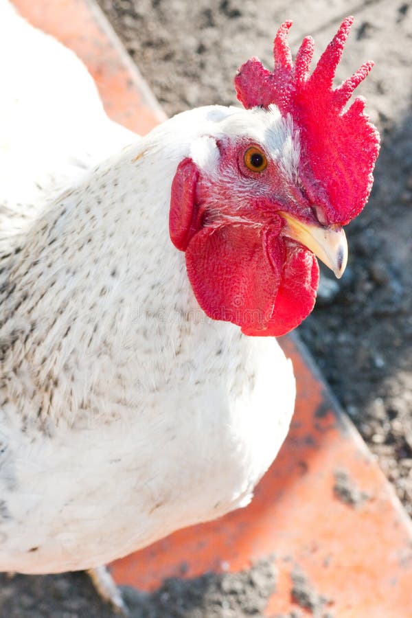 Witte haan stock foto. Image of veren, vogel, gevederte - 3551572