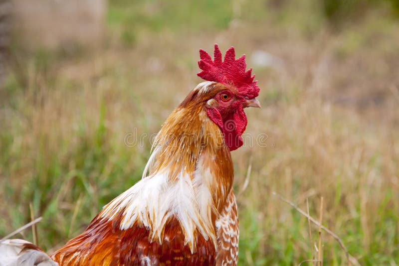 Kraaiende haan stock afbeelding. Image of lepel, veer - 14422915
