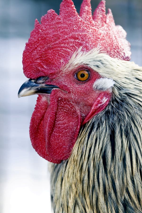 Kip Met Rode Kuif In Profiel Stock Foto - Afbeelding bestaande uit ...