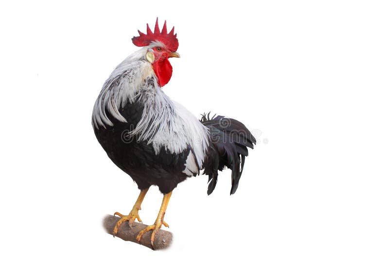 Haan. stock afbeelding. Image of elegant, vrolijk, dieet - 39838145