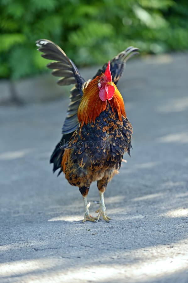 Haan stock foto. Image of vogels, kleurrijk, gevederte - 41814776