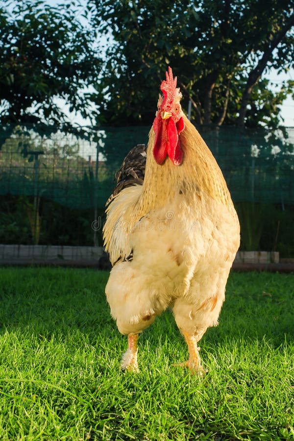 Grote Witte Haan Die De Lege Witte Banner Tonen Stock Foto - Image of ...