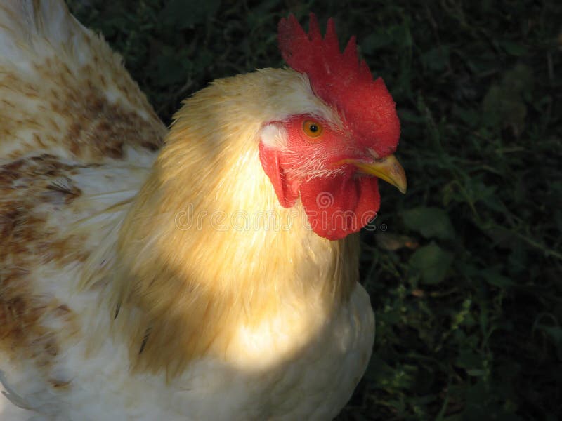 Haan stock foto. Image of vlees, landbouwbedrijf, landelijk - 55341782