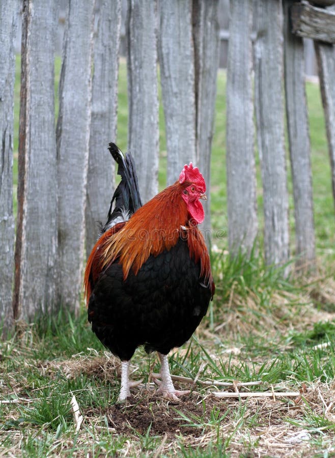 Haan stock foto. Image of kroon, kippenren, haan, eieren - 686034