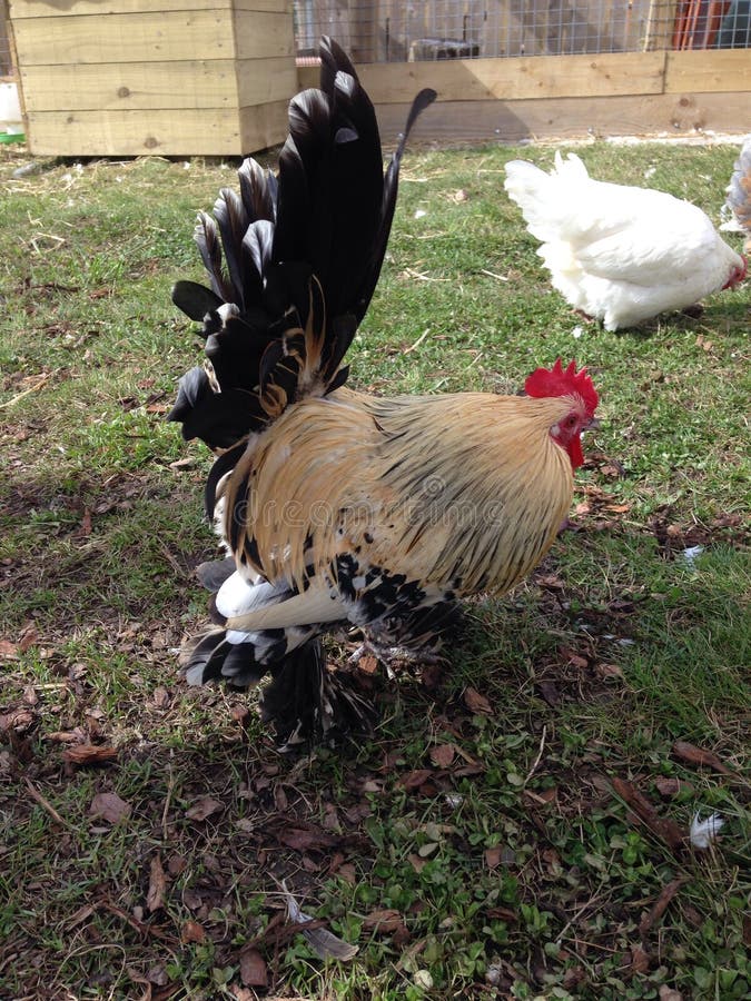 Haan stock foto. Image of nave, rood, vogel, dier, landbouw - 70287050