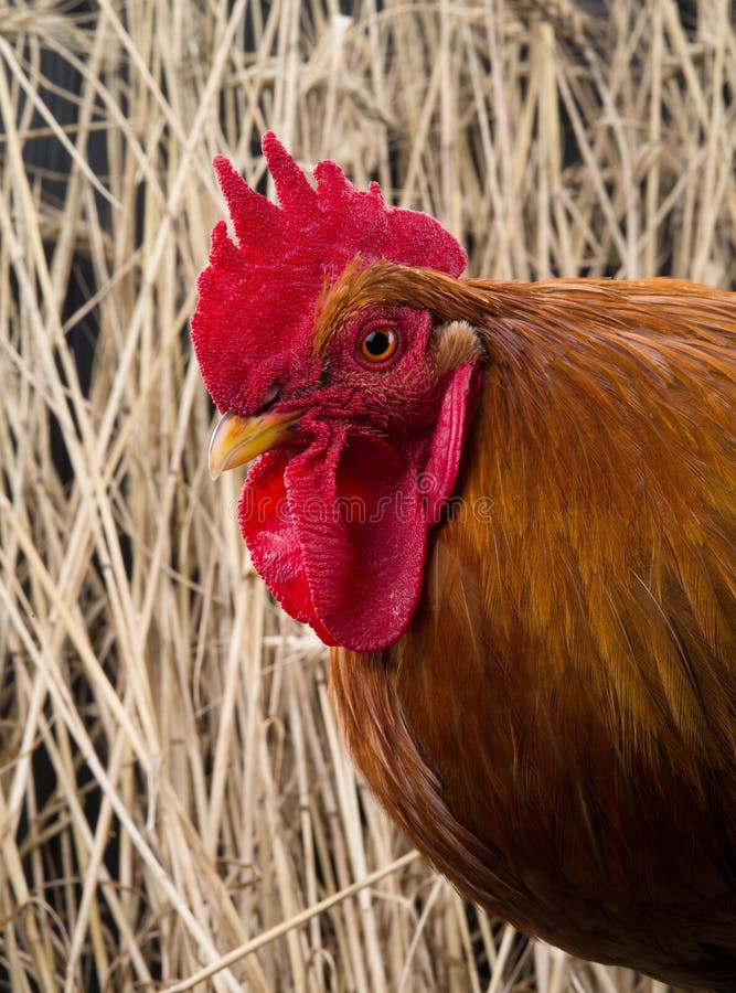 Haan stock foto. Image of portret, zingen, mooi, zwart - 76278704