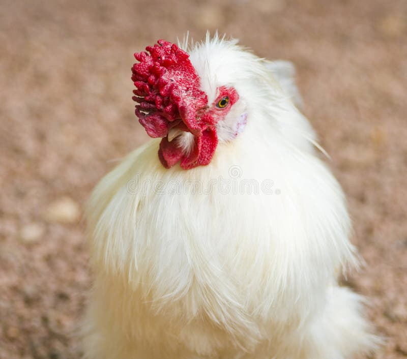 Haan stock afbeelding. Afbeelding bestaande uit landelijk - 7978233