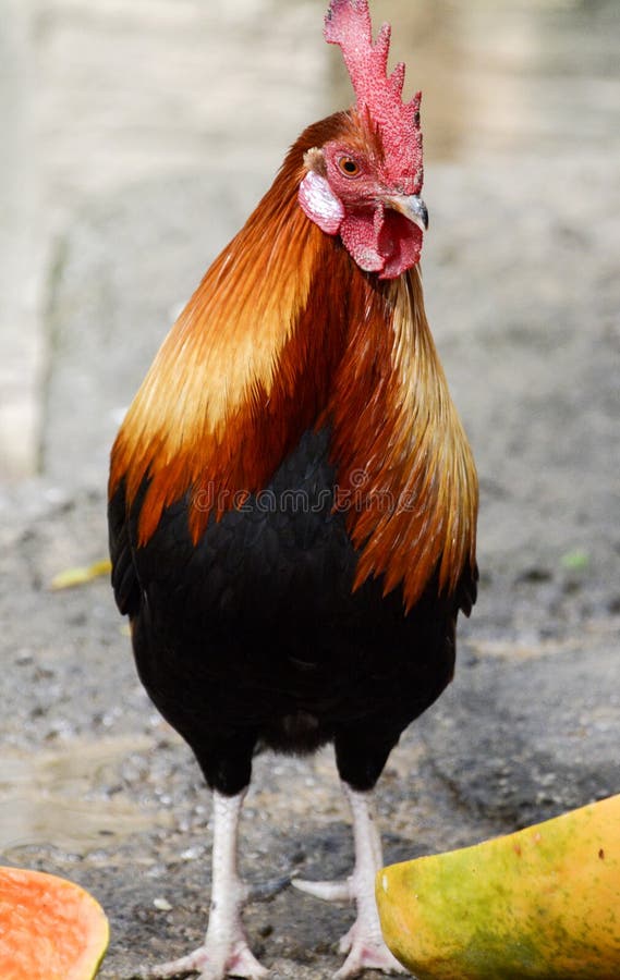 De Rode Haan Van De Productie Stock Afbeelding - Afbeelding bestaande ...