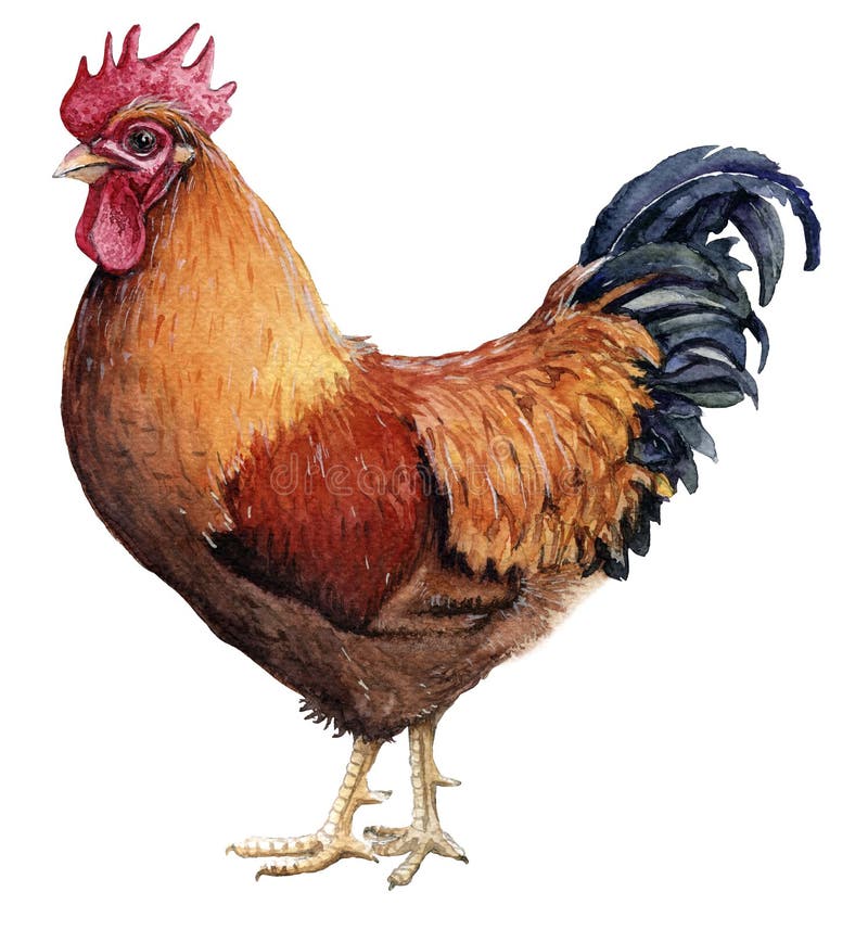 Haan Stock Illustrations, Vectors, & Clipart – (45,570 Stock Illustrations)