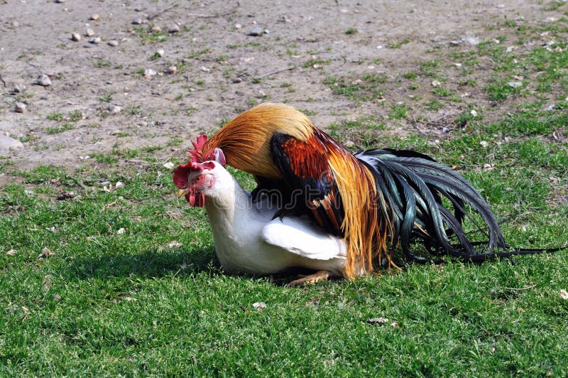 Haan en kip stock afbeelding. Image of gebied, landbouwbedrijf - 21101295