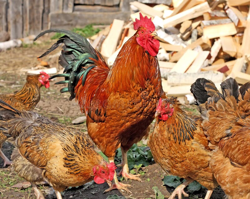 Kip Met Kippen Die De Korrel Eten Stock Foto - Image of grappig, bomen ...