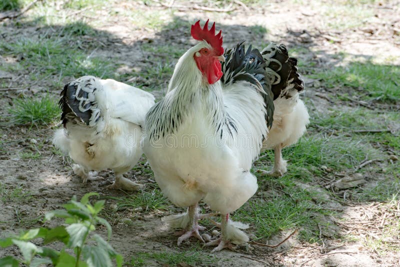 Haan En Kippen, Freeranging Witte En Zwarte Jonge Haan En Kippen in ... Haan En Kippen, Freeranging Witte En Zwarte Jonge Haan En Kippen in ...