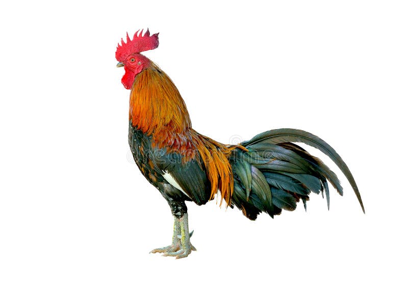 Haan Geïsoleerd Op Witte Achtergrond Stock Foto - Image of overheersend ...