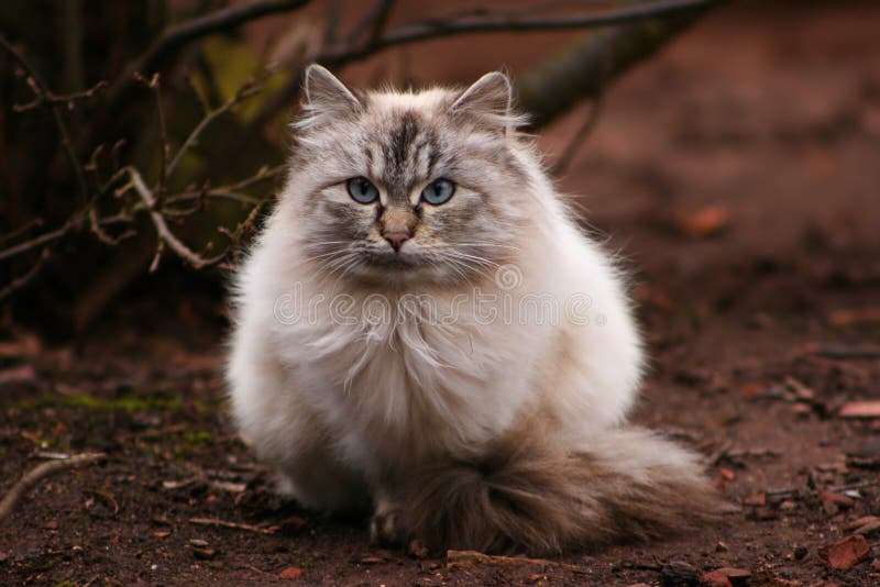 Haarige Katze stockbild. Bild von haustier, augen, säugetier - 2142955